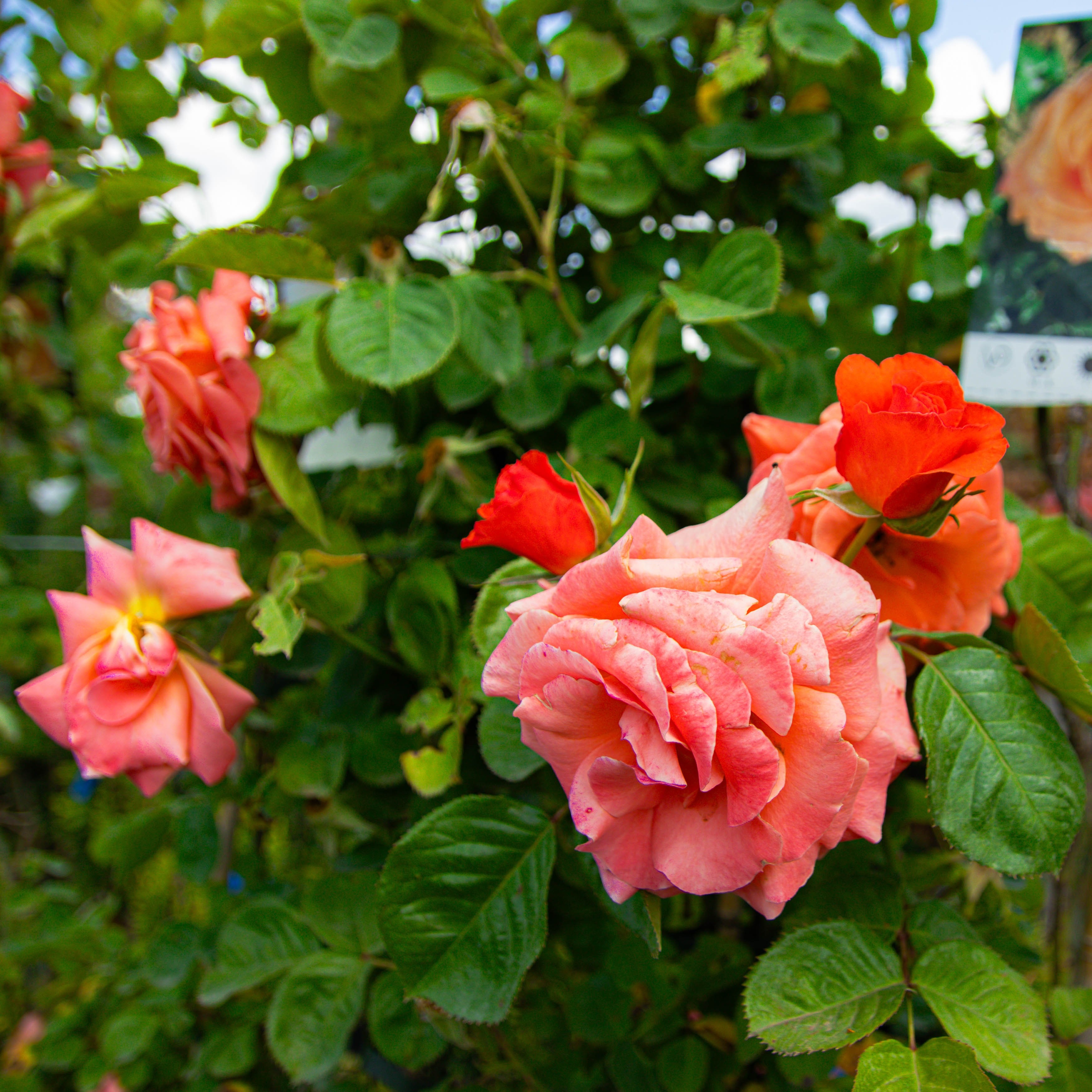 Large 5-7ft Climbing Rose Newsflash
