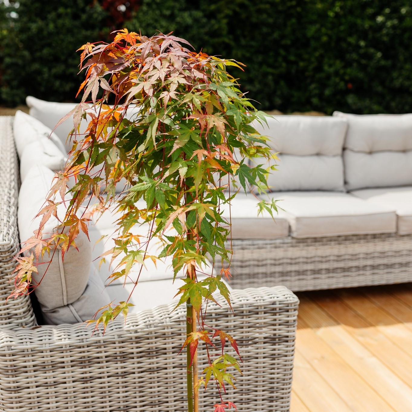 Acer palmatum 'Cascade Ruby'