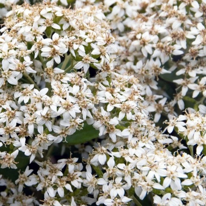Olearia Haastii - Daisy Bush