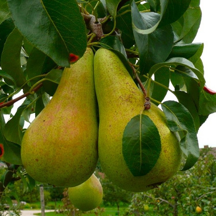 Best of British Fruit Tree Trio - Grown For Flavour - Pack of THREE