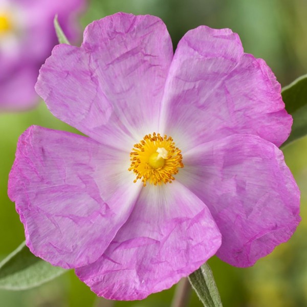 Cistus plants for sale | Buy Cistus shrubs online UK delivery