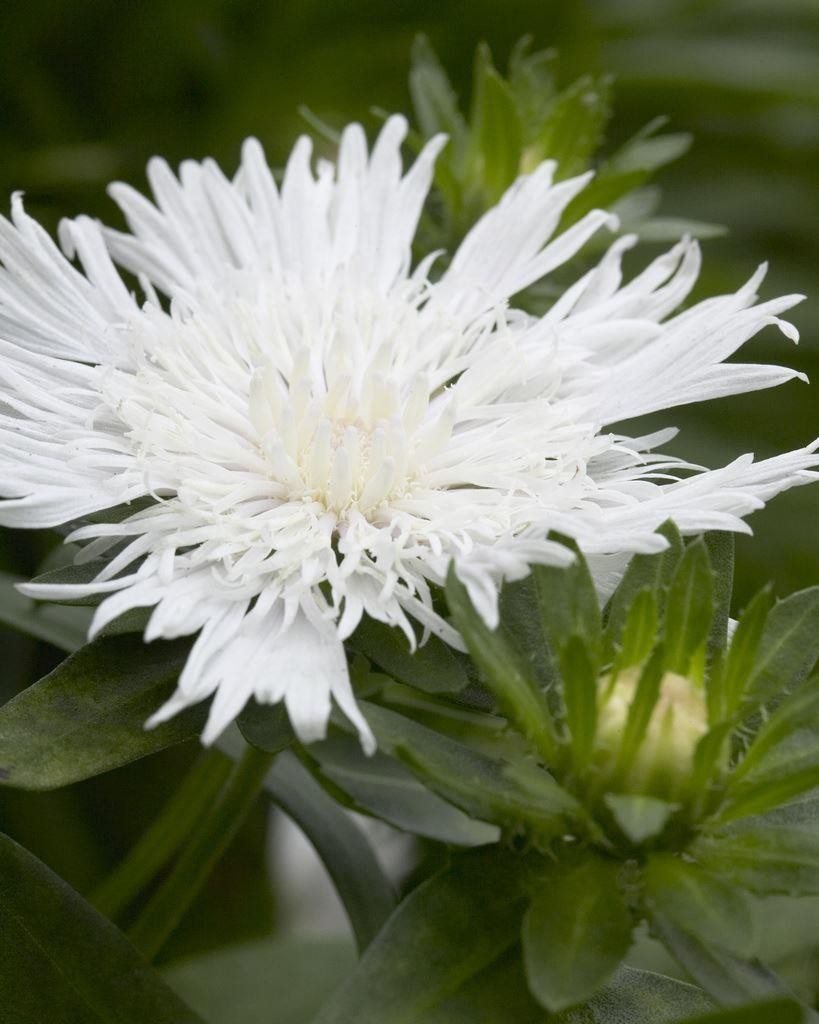 Stokesia laevis 'Alba' - White Star Stokes Aster