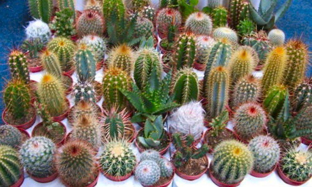 Pack of THREE Cactus Plants in Assorted Cacti varieties