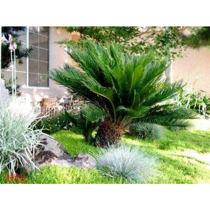 Giant Cycad - Cycas revoluta - King Sago Palm Tree Specimen - 60-80cm