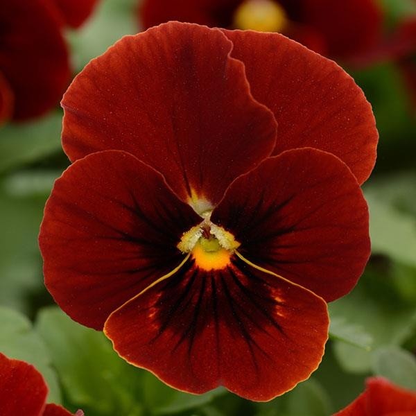Viola Red Blotch - Pack of Six Plants