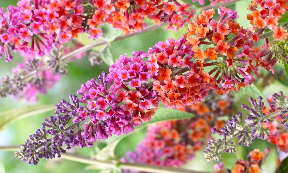 Buddleia Flower Power - Amazing Bicolour Flowered Butterfly Bush