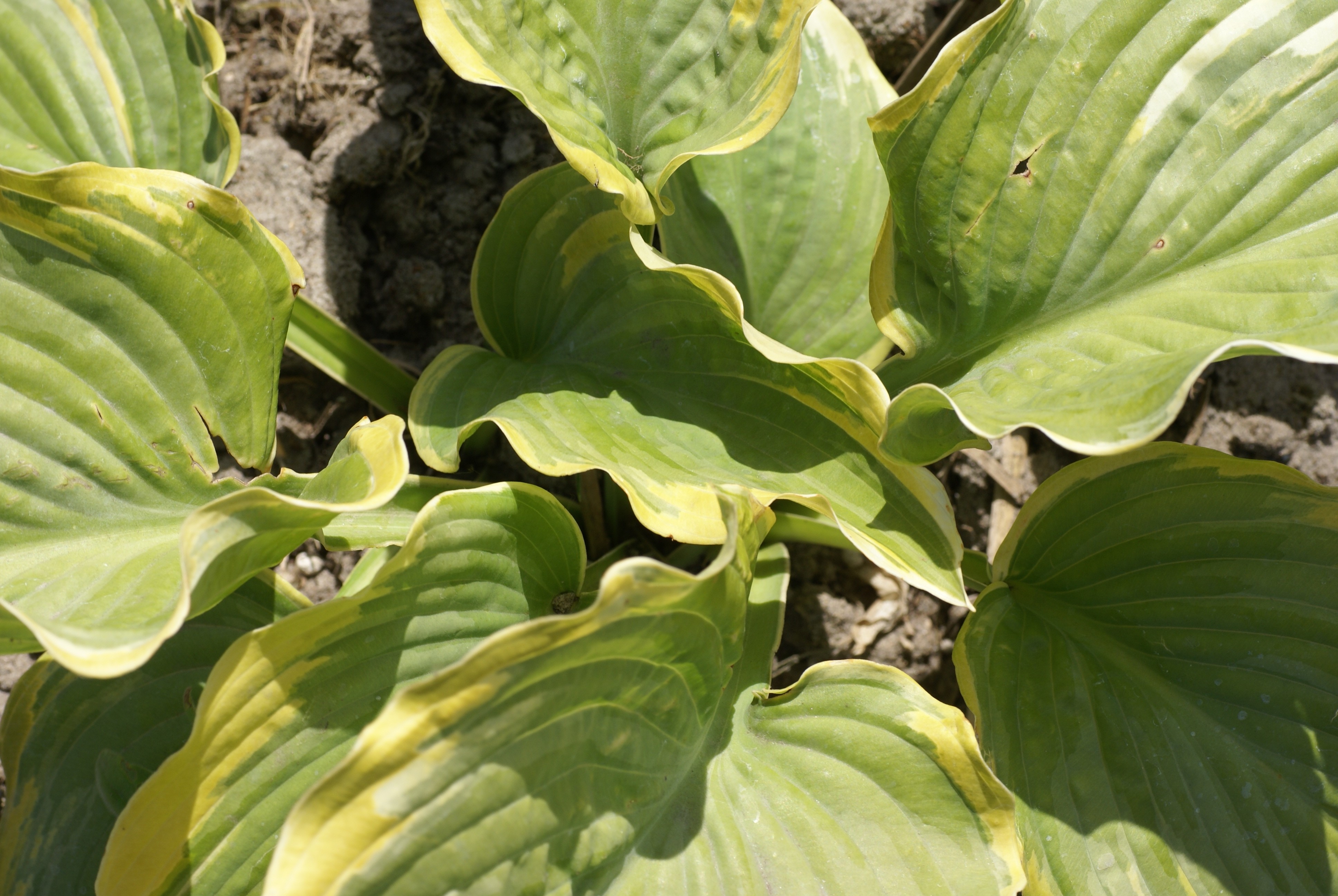 Hosta 'The King' - Pack of 3 Bare Root