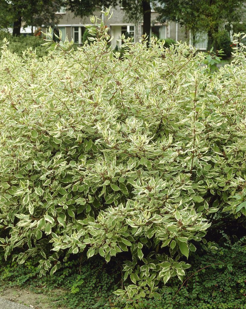 Cornus alba Sibirica Varigata (Elegantissima)
