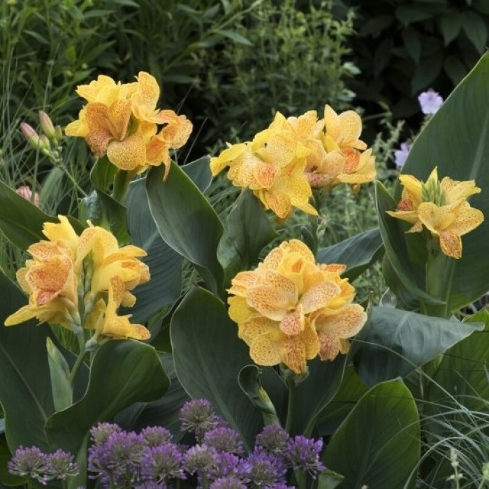 Dwarf Yellow Canna