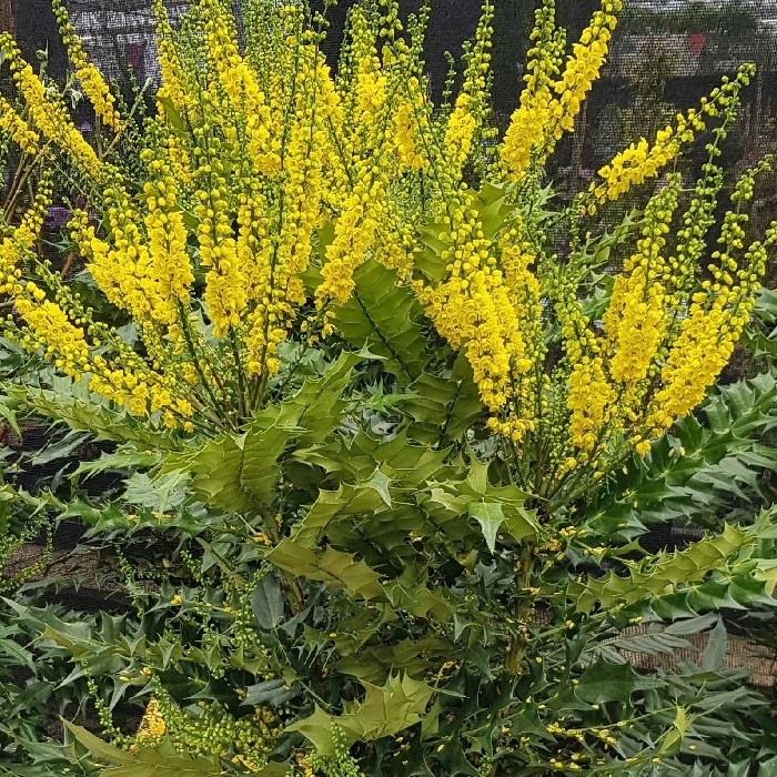 Mahonia x media Winter Sun - Oregon Grape Mahonia