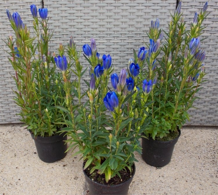 Gentian Little Diamond Diana - Gentiana pyramidalis Plant