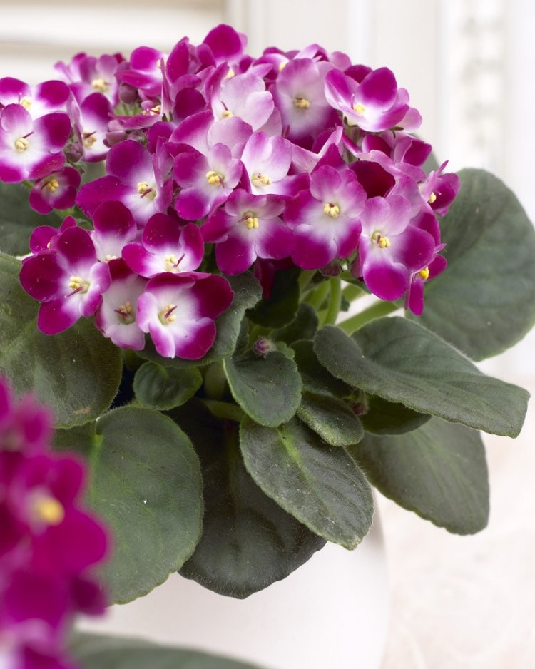 Large Saintpaulia African Violet Plant - Trendy Red Bicolour in White ...