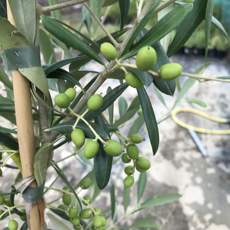 Olea Europa - Large Mediterranean Olive Tree - circa 170-190cms Tall