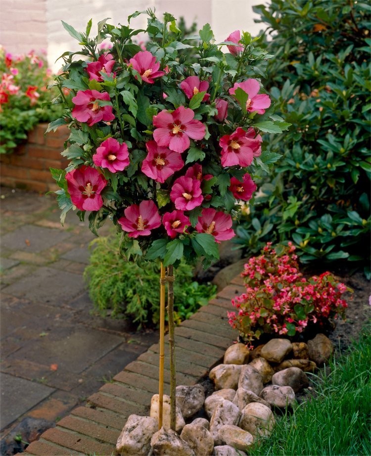 Pair of 'Candy Pink' Hibiscus Trees