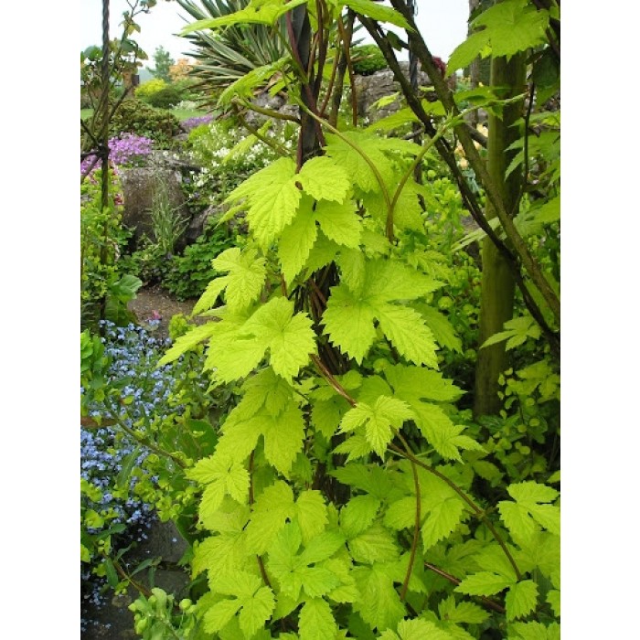 Humulus lupulus 'Aureus' - Golden Hop