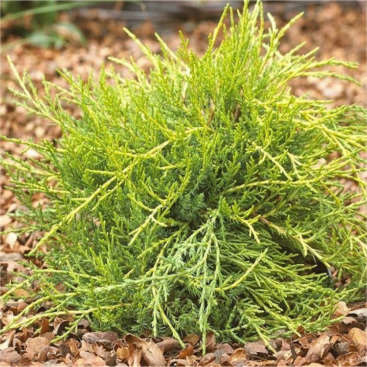 Juniperus x media 'Goldcoast' - Dwarf Slow Growing Conifer