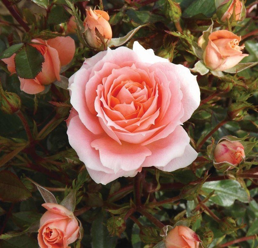 Rose Flower Power - Patio Bush Rose