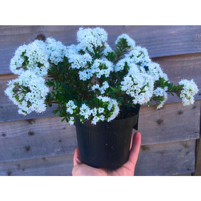 Evergreen Hebe Celina Plant
