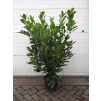 Laurel Hedging - 6-7ft tall - Pack of 10 Large Plants - Prunus ...