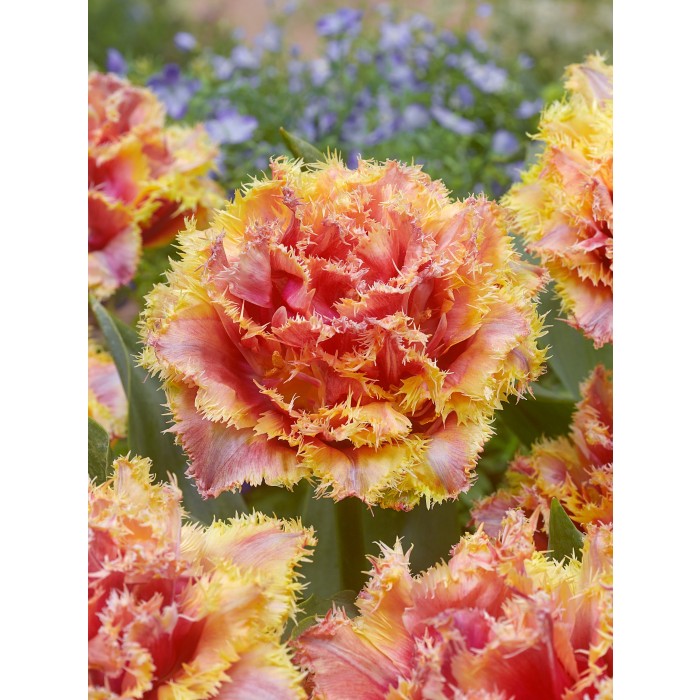 Tulip Brisbane - Double Fringed Aussie Tulips - Pack of 6 Bulbs