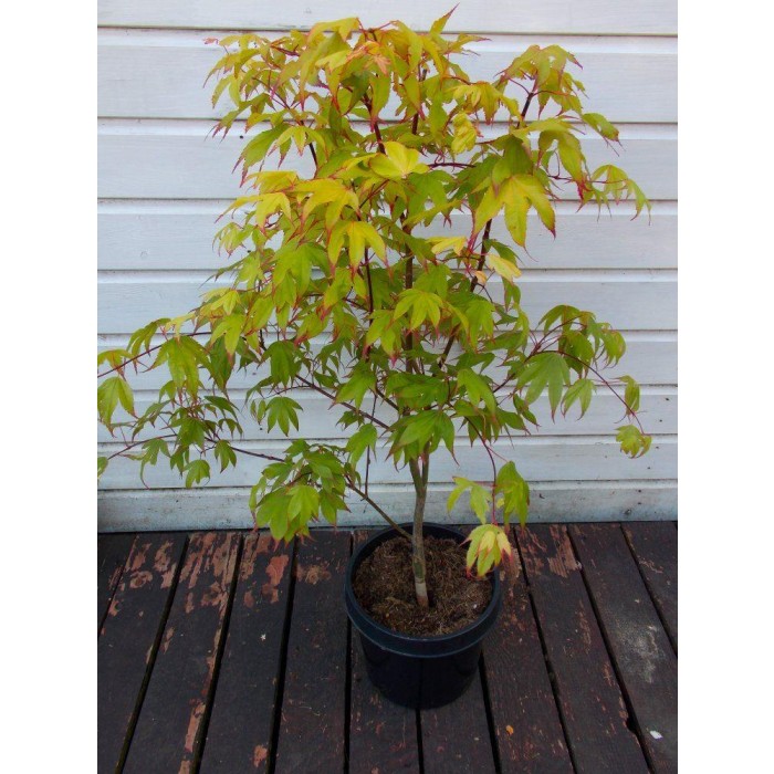 Acer palmatum Tsuma-gaki - Rare Japanese Maple - Large Plant