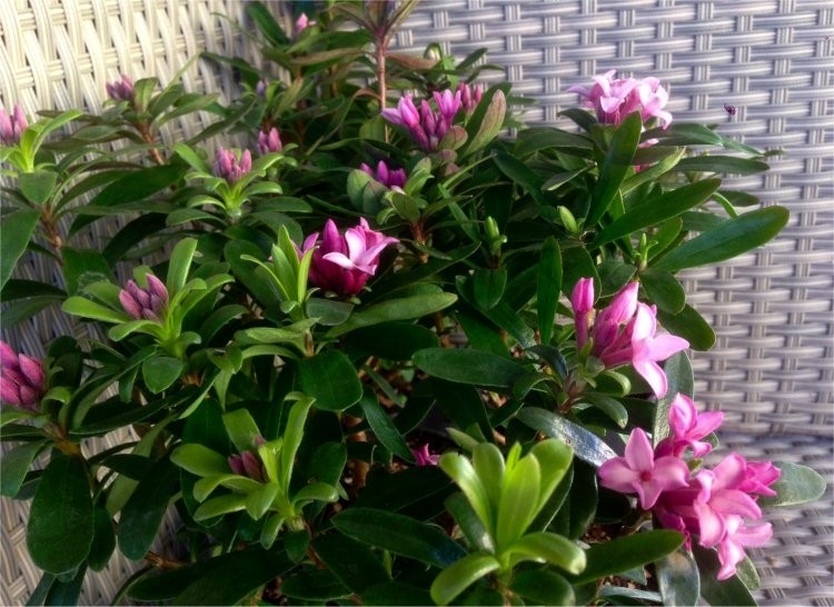 Daphne x transatlantica PINK Eternal FRAGRANCE - Evergreen Daphne