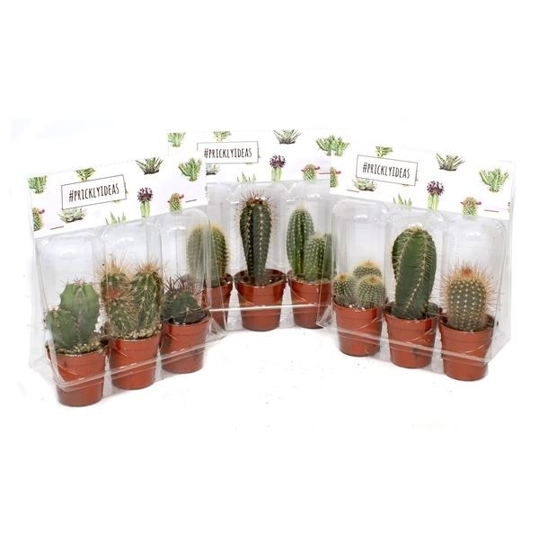 Pack of THREE Cactus Plants in Assorted Cacti varieties