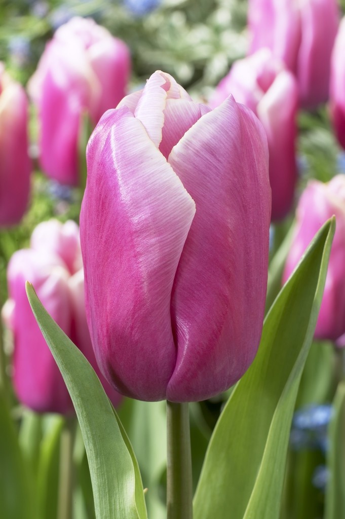 Tulip 'Holland Beauty' - Pack of 12 Bulbs