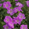 Hardy Geranium Breeders Mix Premium Collection - Pack of TEN