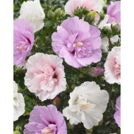 Hibiscus plants | Buy Hibiscus shrubs UK delivery