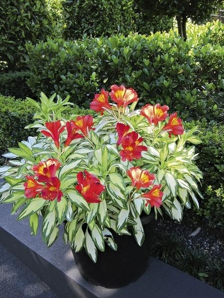 Alstroemeria 'Little Miss Zoe' - Variegated Peruvian Lily