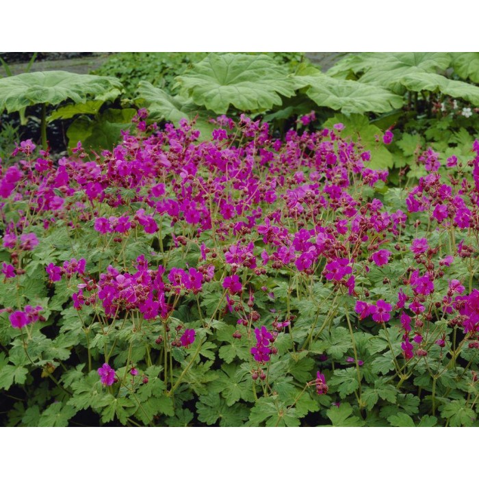 Geranium macrorrhizum 'Bevan's Variety' - Balkan Cranesbill