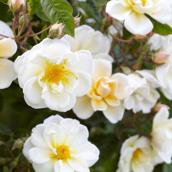 Page 4 | Climbing Roses for Sale UK | Gardening Express