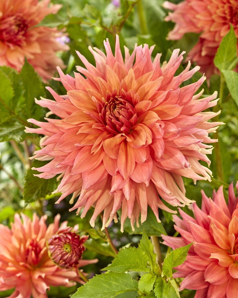 Dahlia Fairway Spur - Pack of THREE