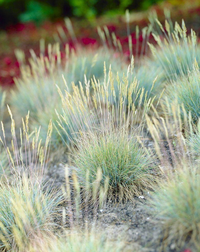 Festuca glauca Elijah Blue - Fescue - Pack of THREE