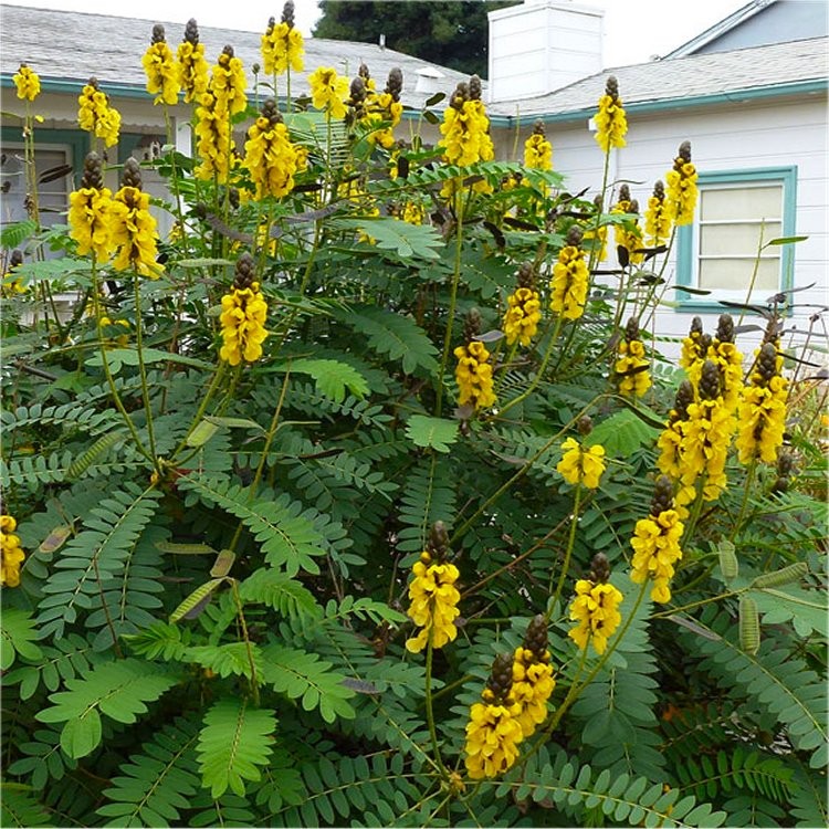 Senna didymobotrya - Patio Cassia Tree