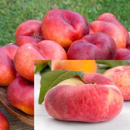 UFO Peach and Nectarine Duo - TWO Fruit Trees