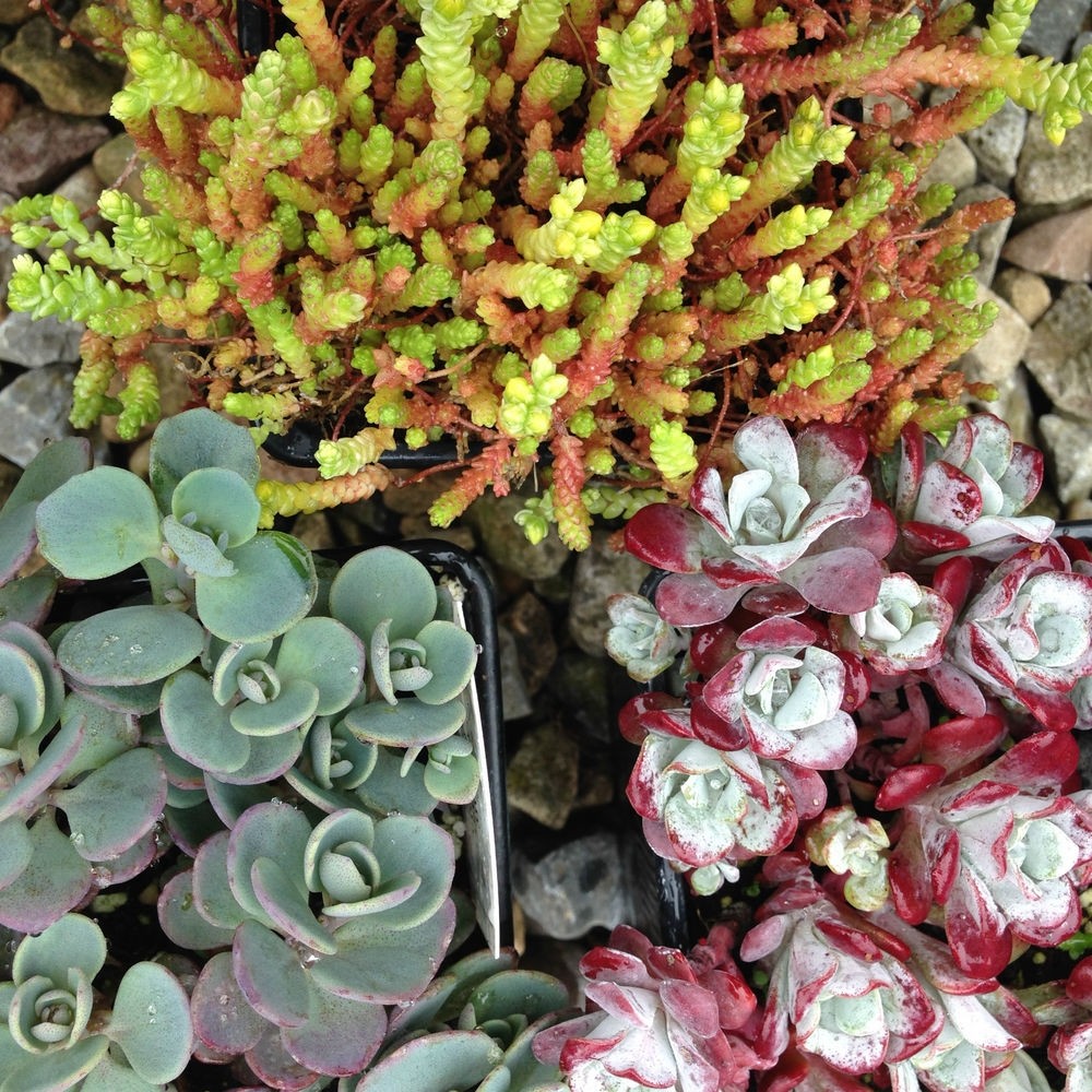 Hardy Succulent Sedum Collection - Pack of FIVE Evergreen Hardy Plants ...