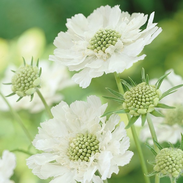 Scabiosa caucasica perfecta Alba - White Scabious