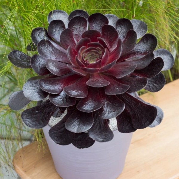 Semponium 'Diamond' - Surreal Succulents