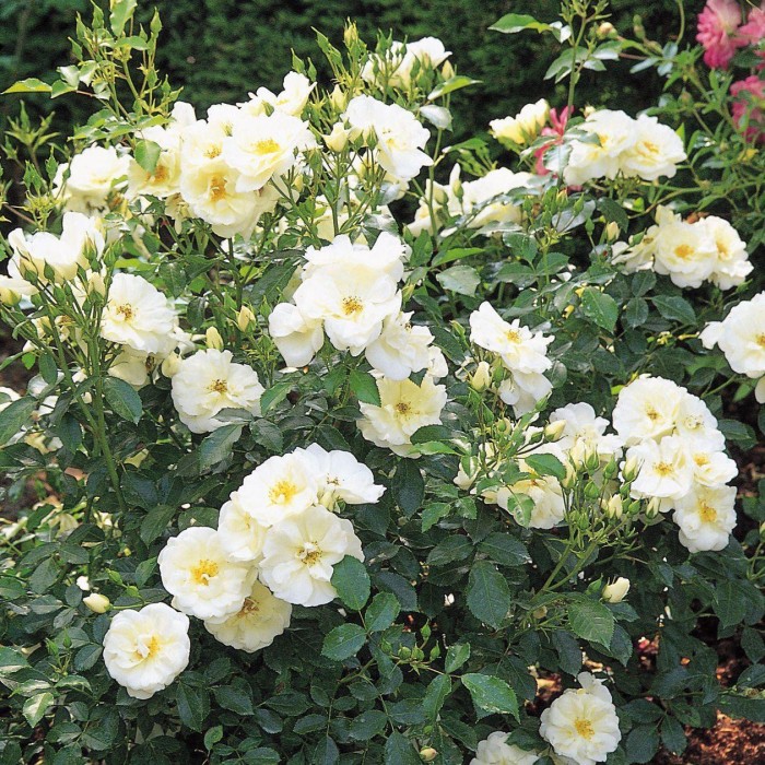 Rose Flower Carpet White