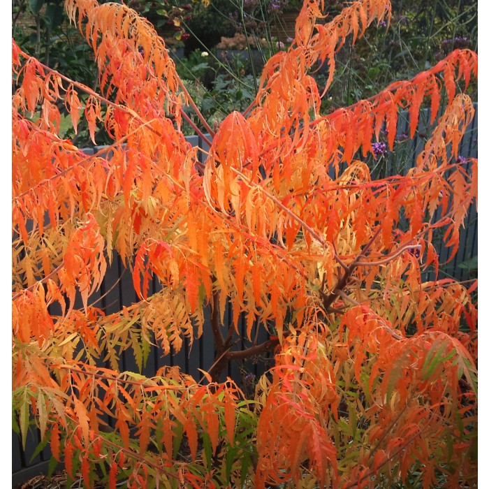 Rhus typhina dissecta - Tiger Eyes - Staghorn Sumac