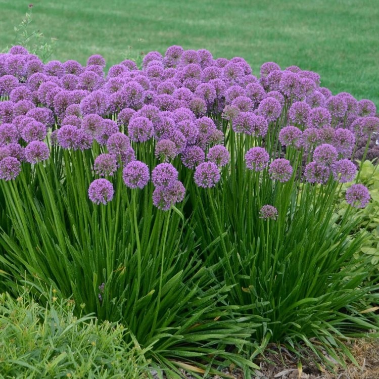 Allium senescens Millenium - Amazing Summer Flowering Allium