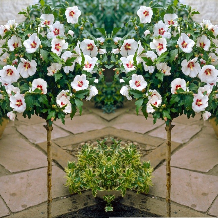 Pair of Patio Standard Hibiscus Trees - Red Hearted Hamabo
