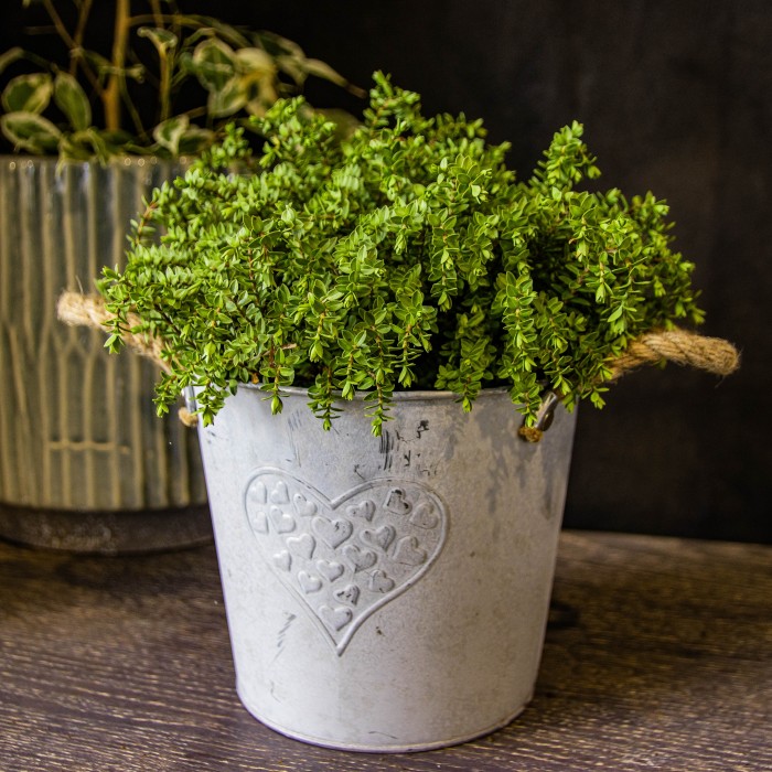 Heart Zinc Pot with Hessian Ears - Medium (18cm)