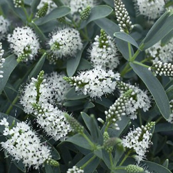 Hebe plants for sale | Buy Hebe shrubs UK delivery