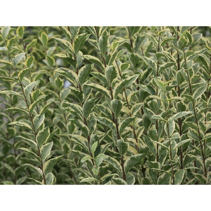 Ligustrum argenteum - Variegated Privet
