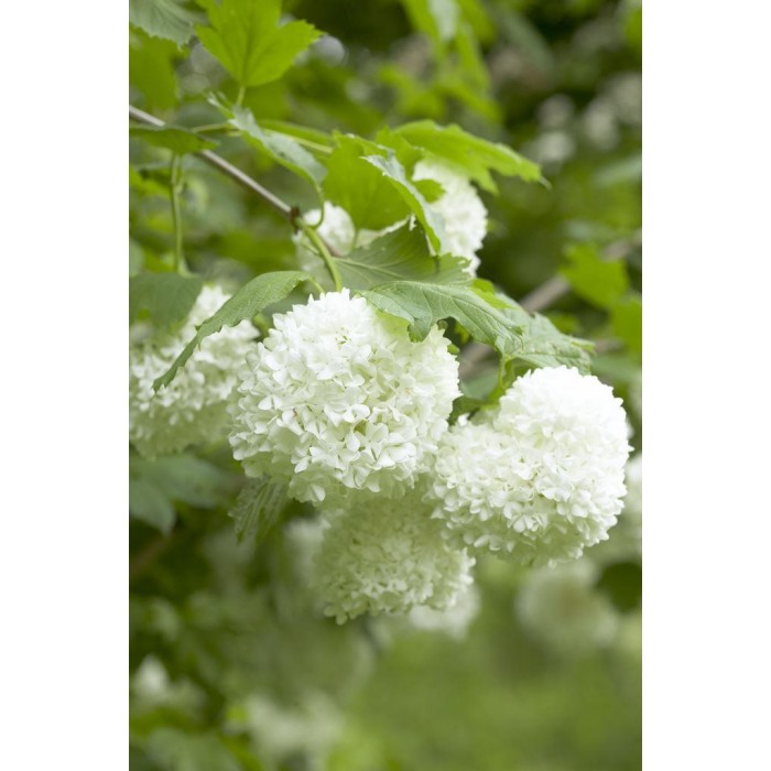 Fragrant SNOW BALL TREE - Patio Standard Viburnum opulus roseum ...
