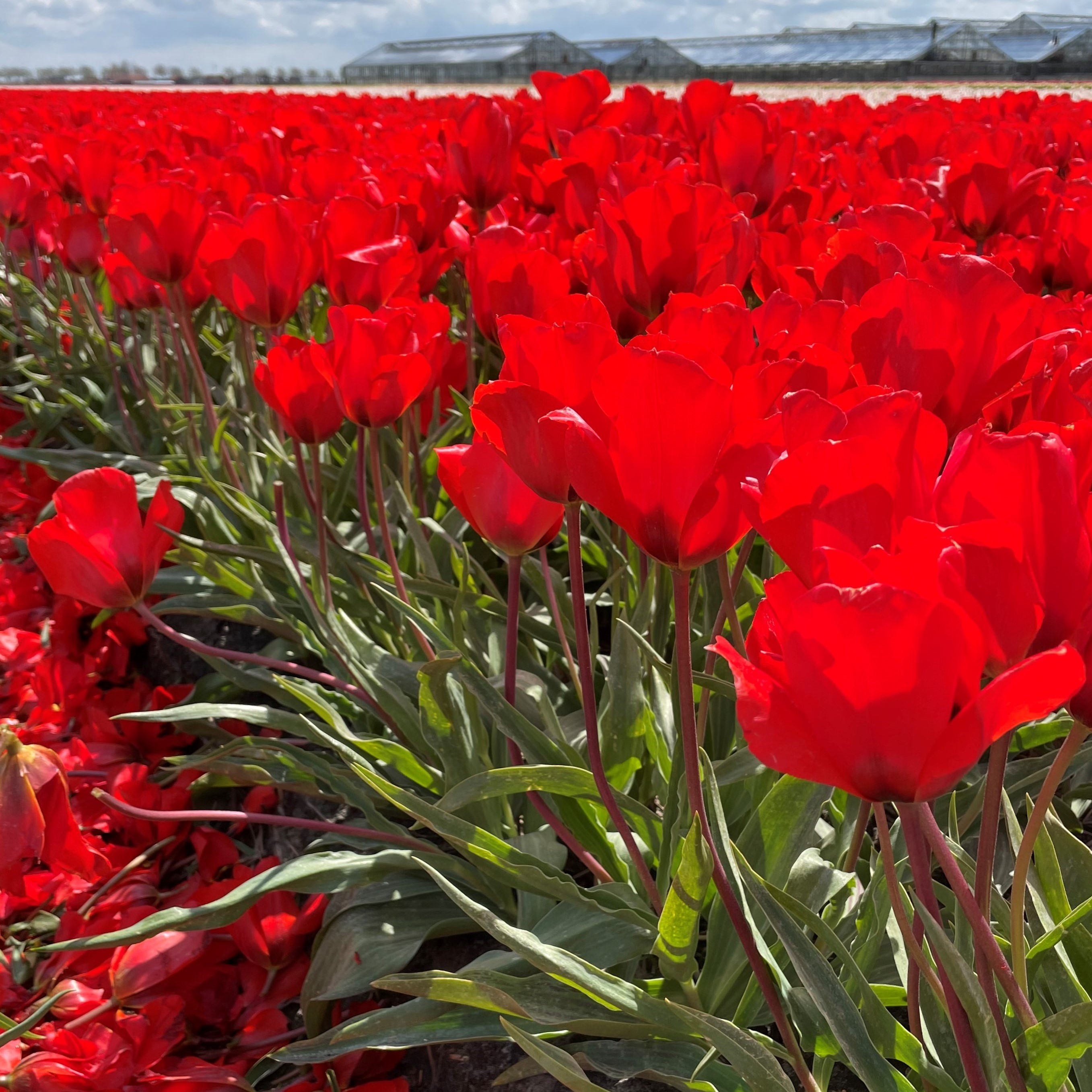 Tulip Bernadette - Pack of 5
