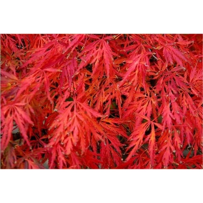Weeping Acer Japanese Maple Tree - Dissectum Emerald Lace